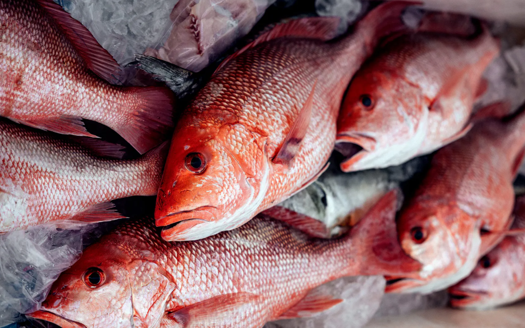 How cartels are turning red snapper into a profitable commodity in the ...